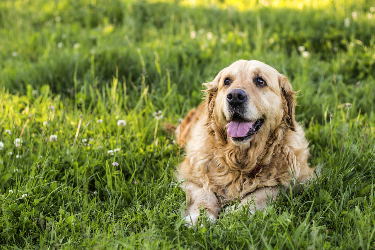 Keeping Your Dog Active During a Heat Wave | Manchaca Village ...